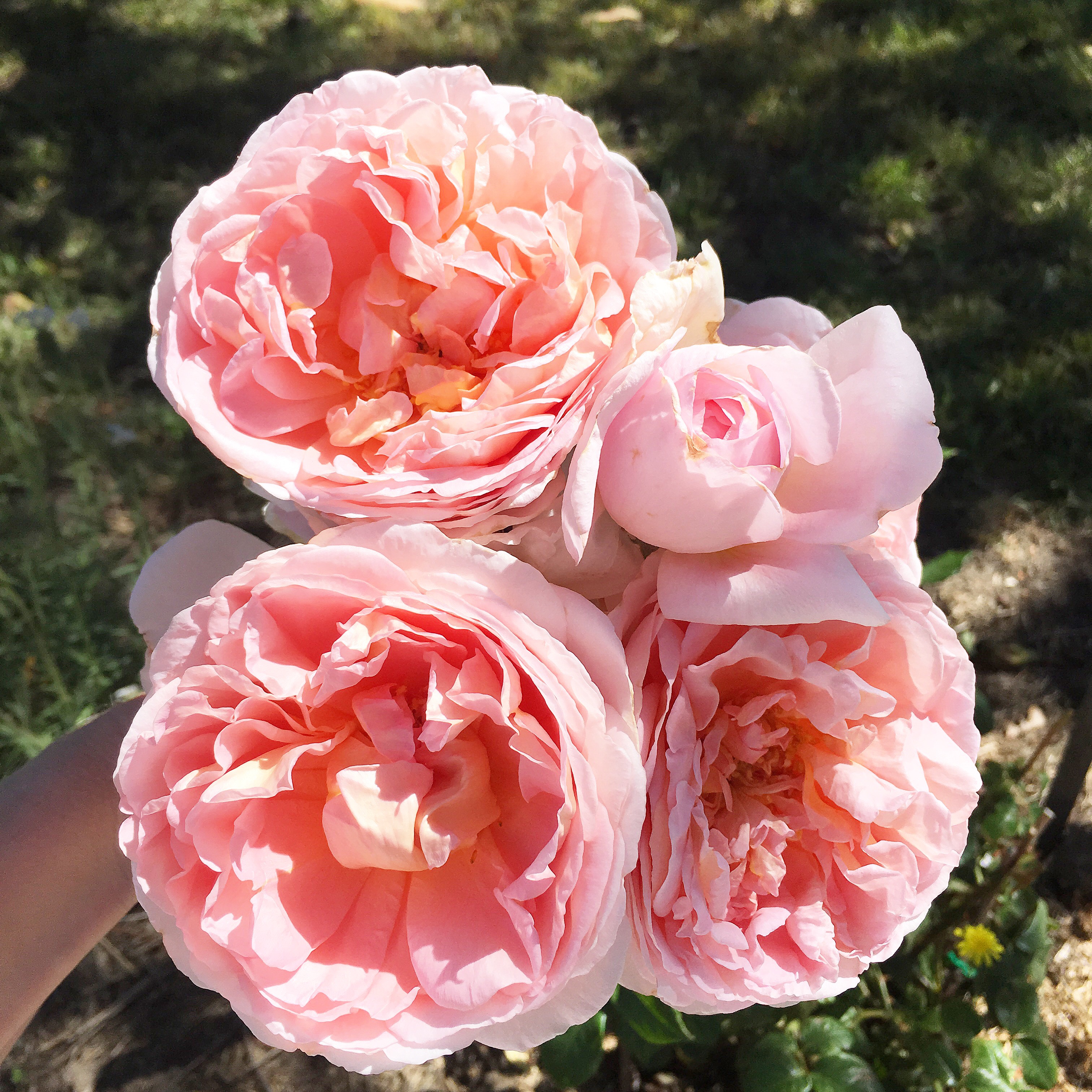 Ingredients for a Beautiful Life!Live: Summer Roses (and tips to keep ...