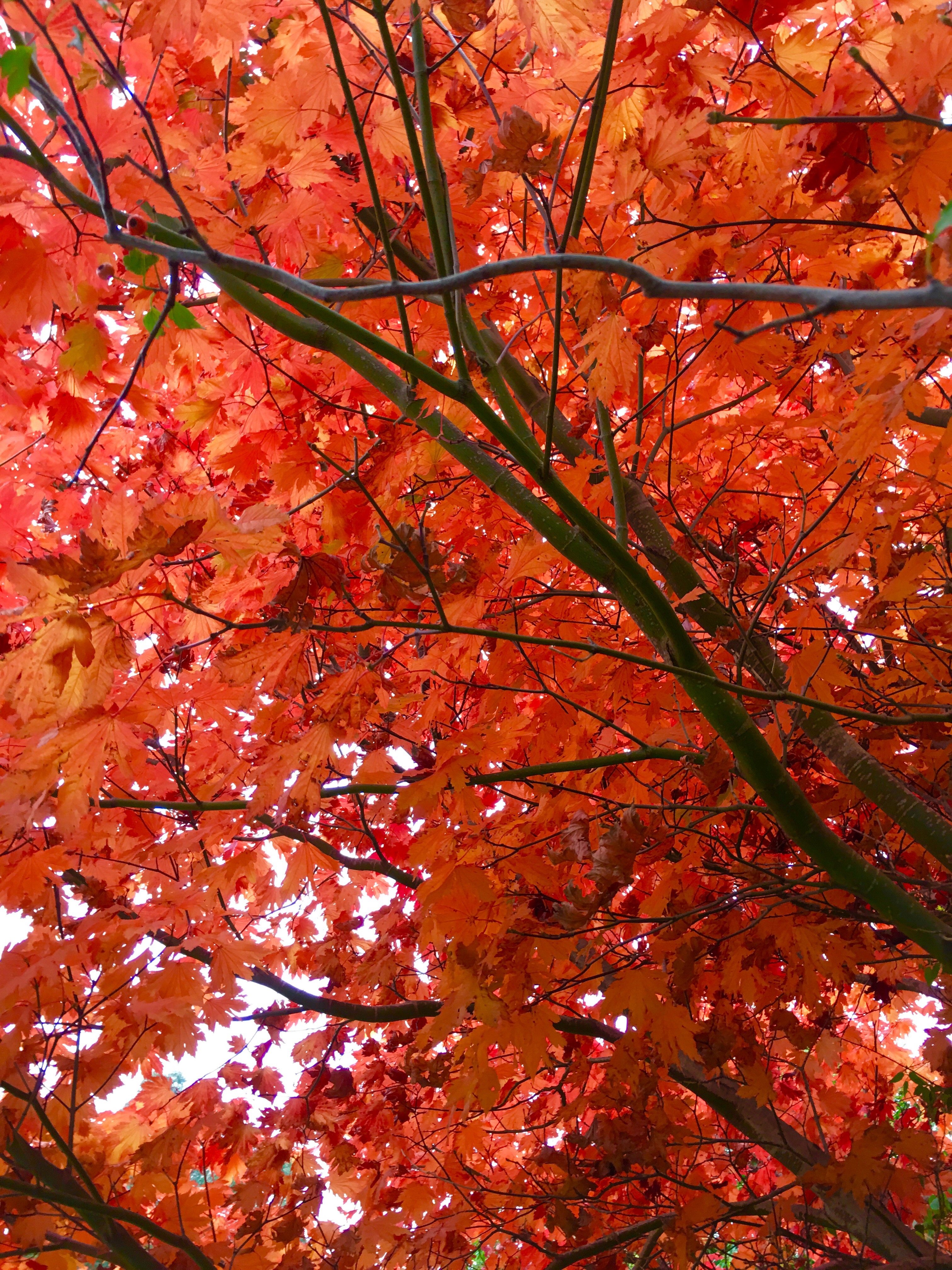 Ingredients for a Beautiful Life!Live: The Best Places to See Autumn ...